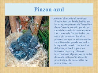 Pinar Canario | PPT