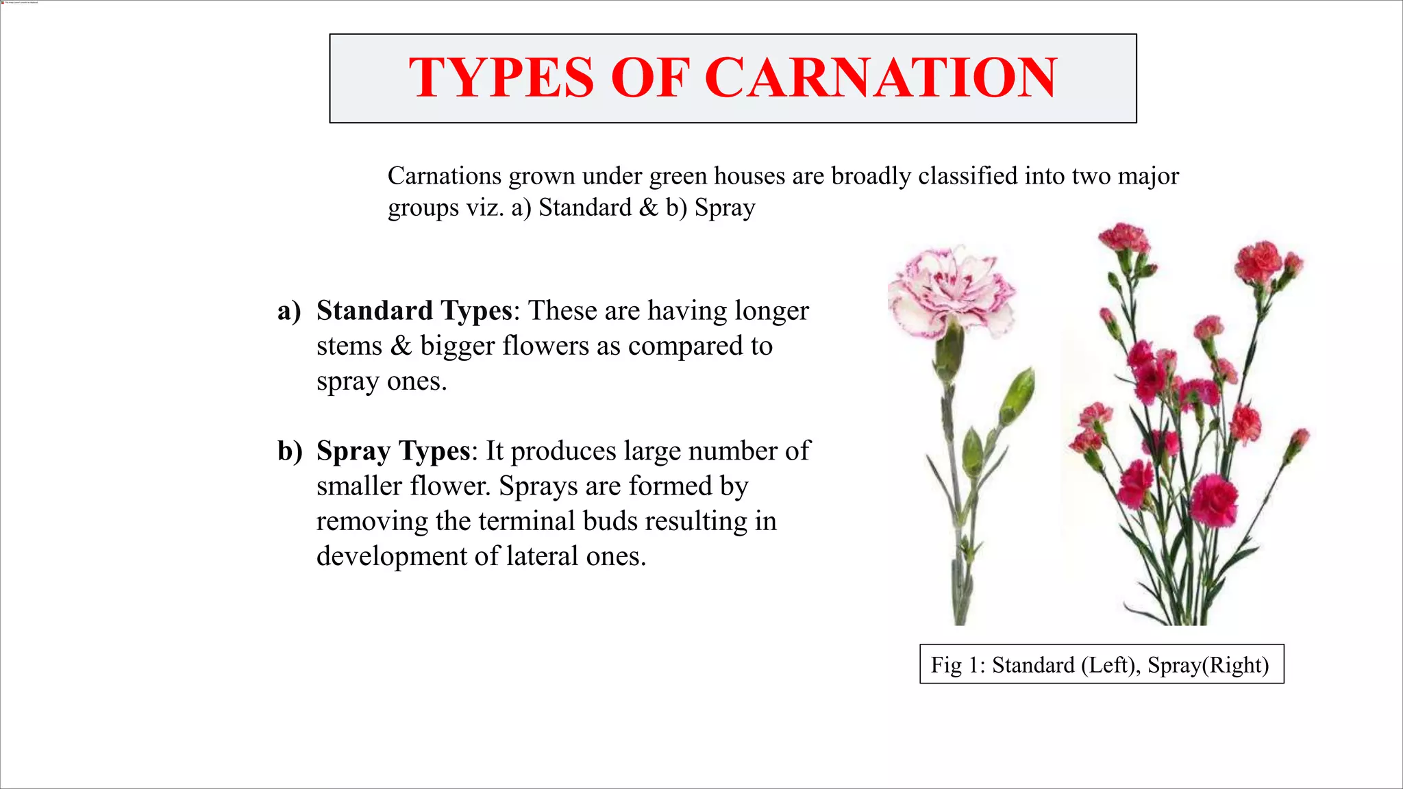 Pinching in Carnation by Ayan Pradhan.pptx