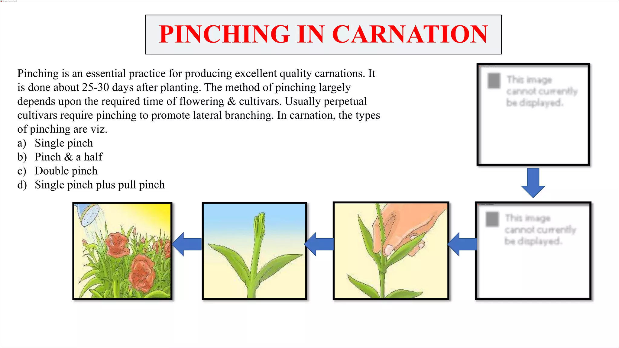 Pinching in Carnation by Ayan Pradhan.pptx
