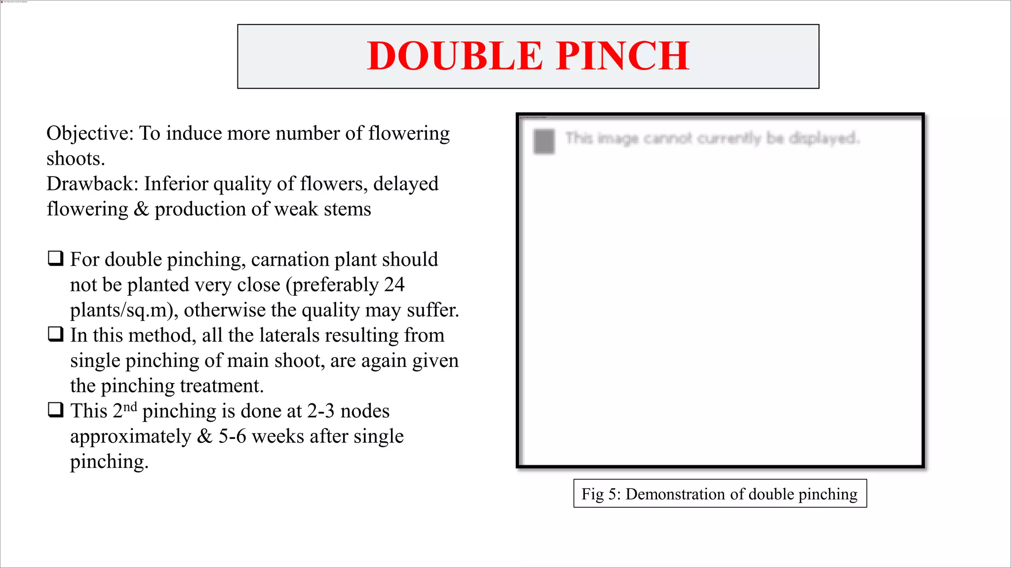 Pinching in Carnation by Ayan Pradhan.pptx