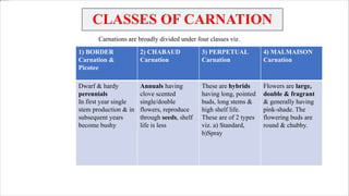 Pinching in Carnation by Ayan Pradhan.pptx