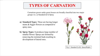 Pinching in Carnation by Ayan Pradhan.pptx