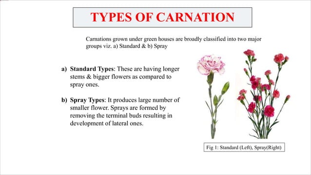 Pinching in Carnation by Ayan Pradhan.pptx