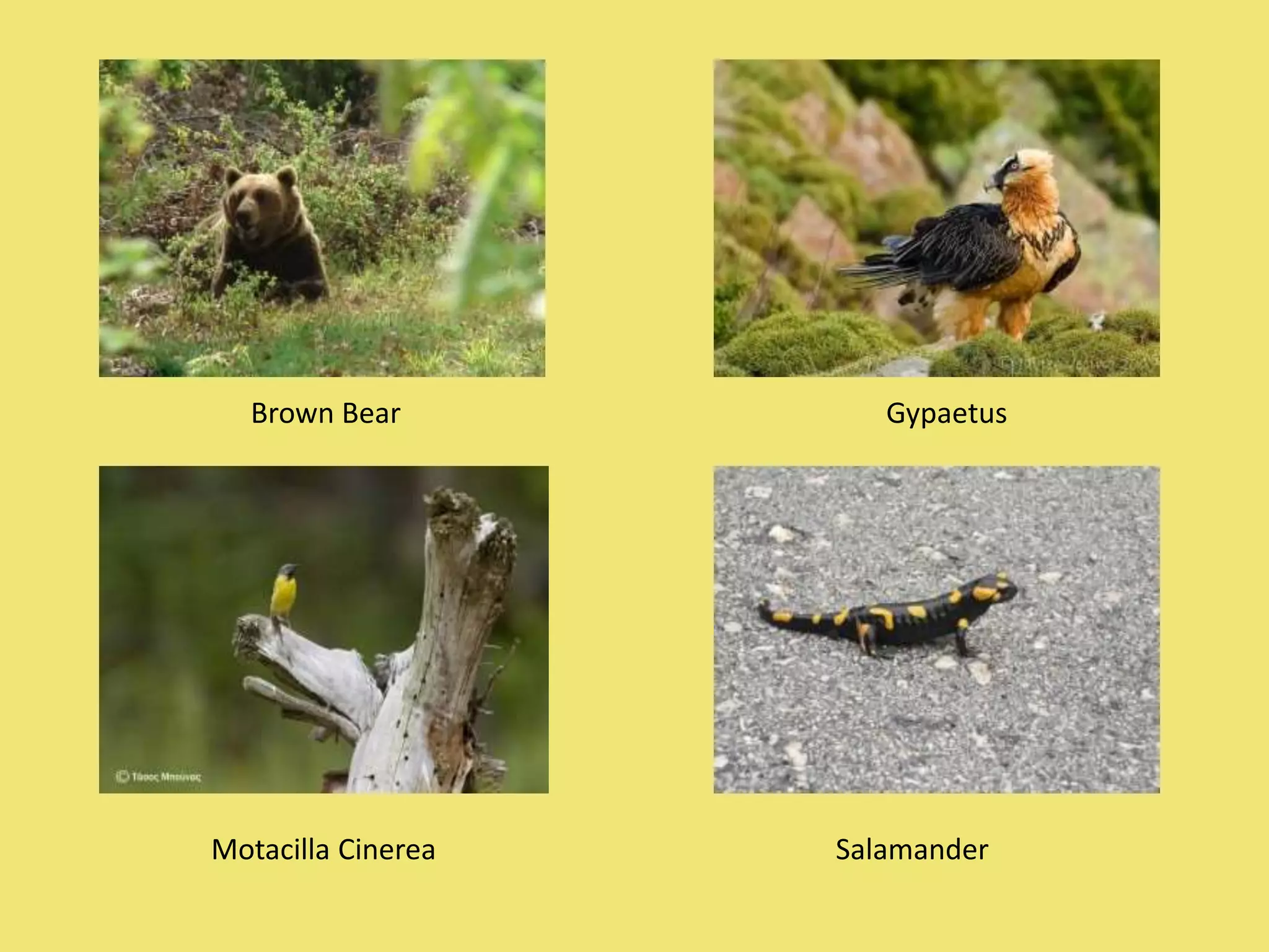 Pindus national parks | PPT