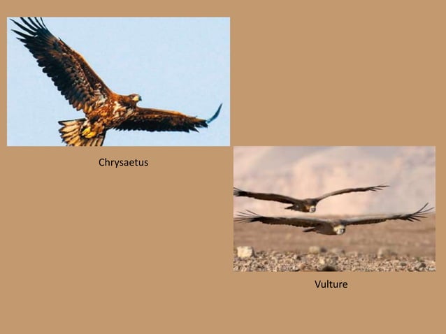 Pindus national parks | PPT