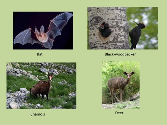 Pindus national parks | PPT
