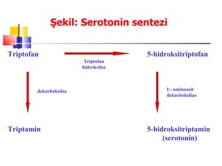 Pineal bez (fazlası için www.tipfakultesi.org ) | PPT