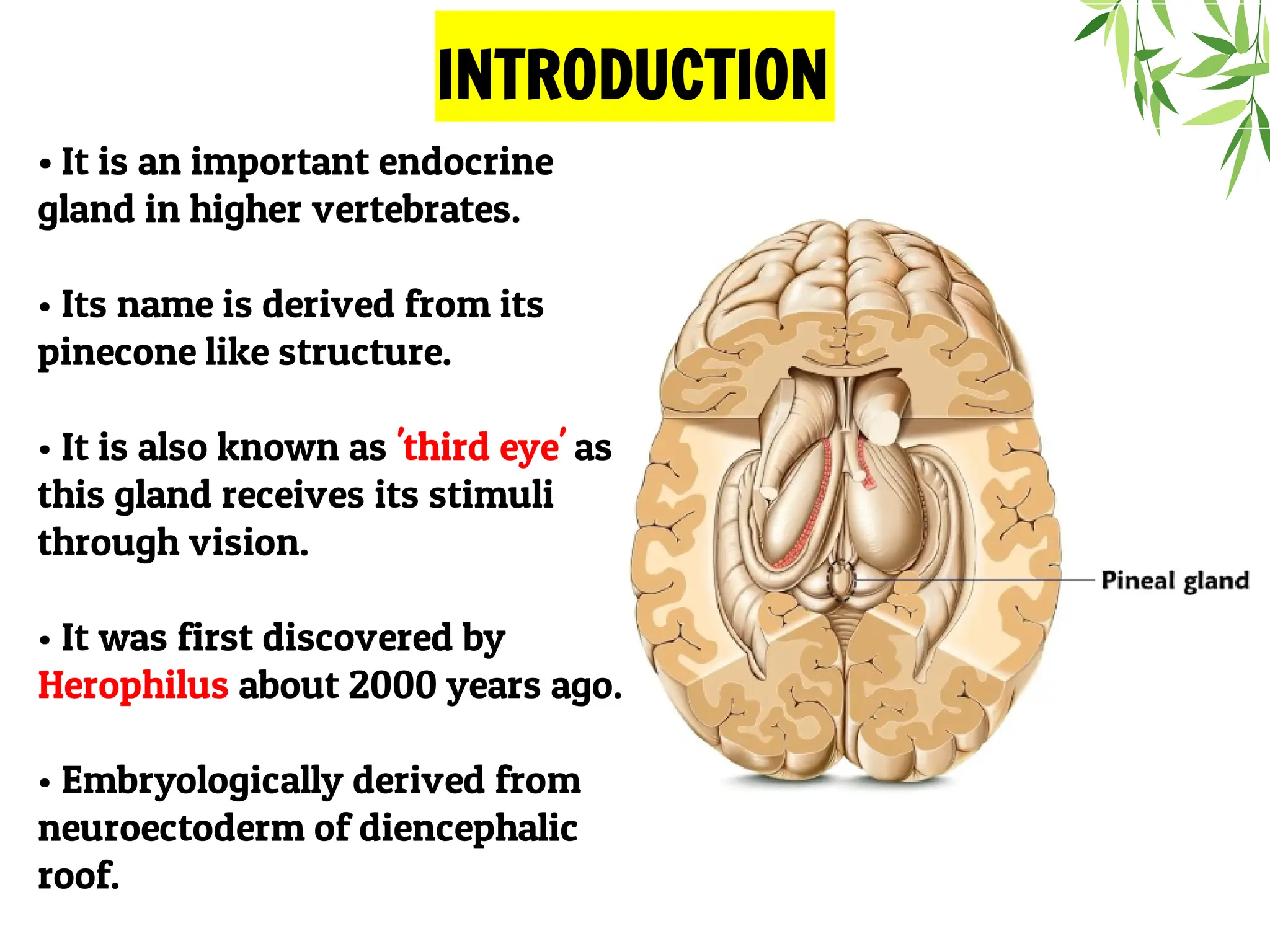 Mammalian Pineal Body Structure and Also Functions | PDF
