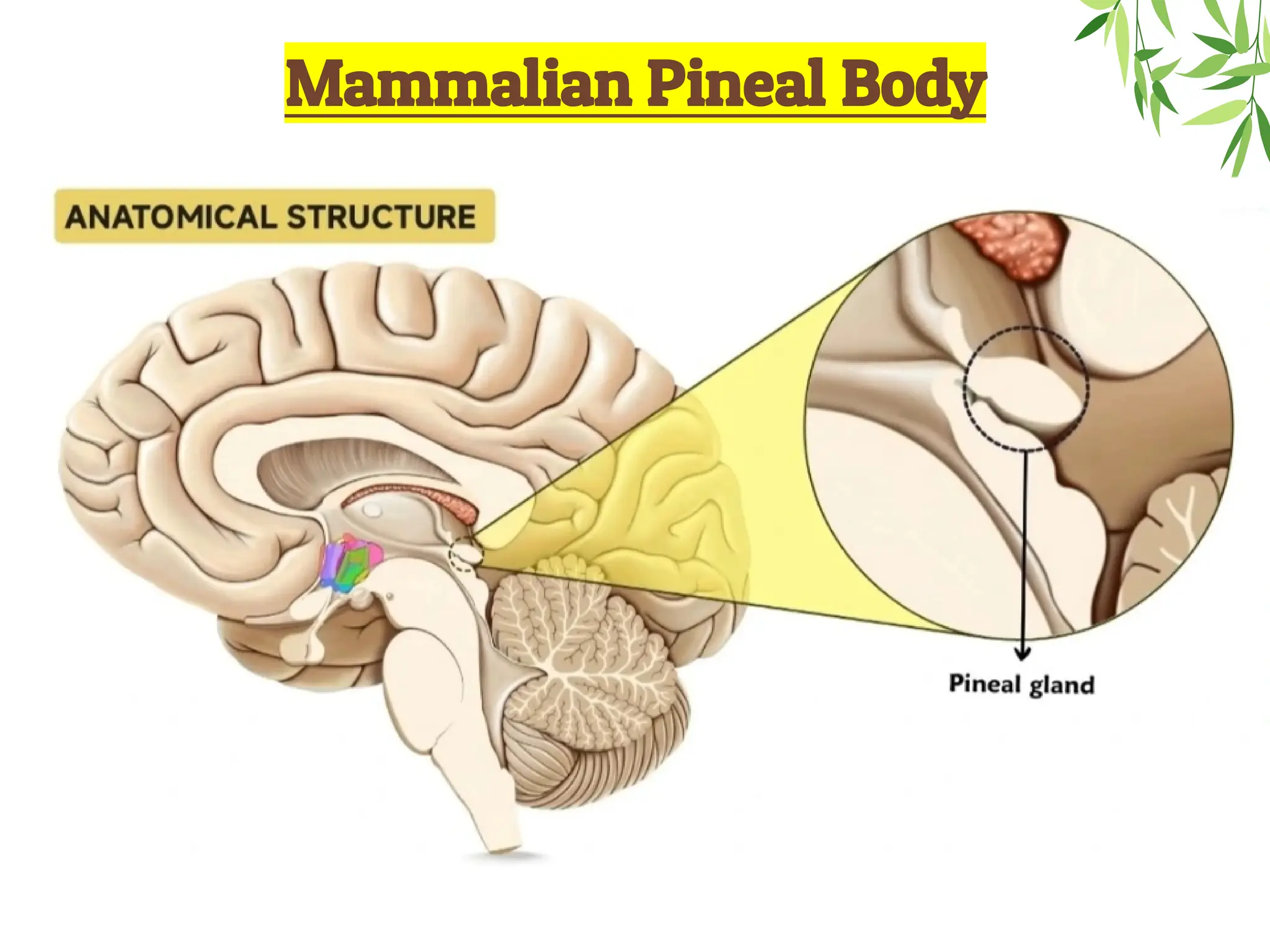 Mammalian Pineal Body Structure and Also Functions | PDF