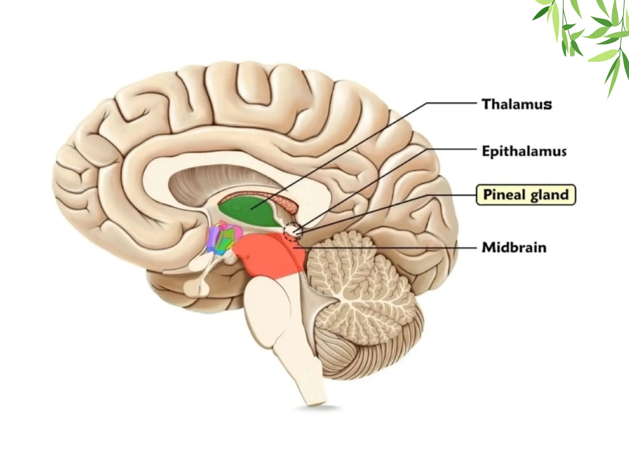 Mammalian Pineal Body Structure and Also Functions | PDF