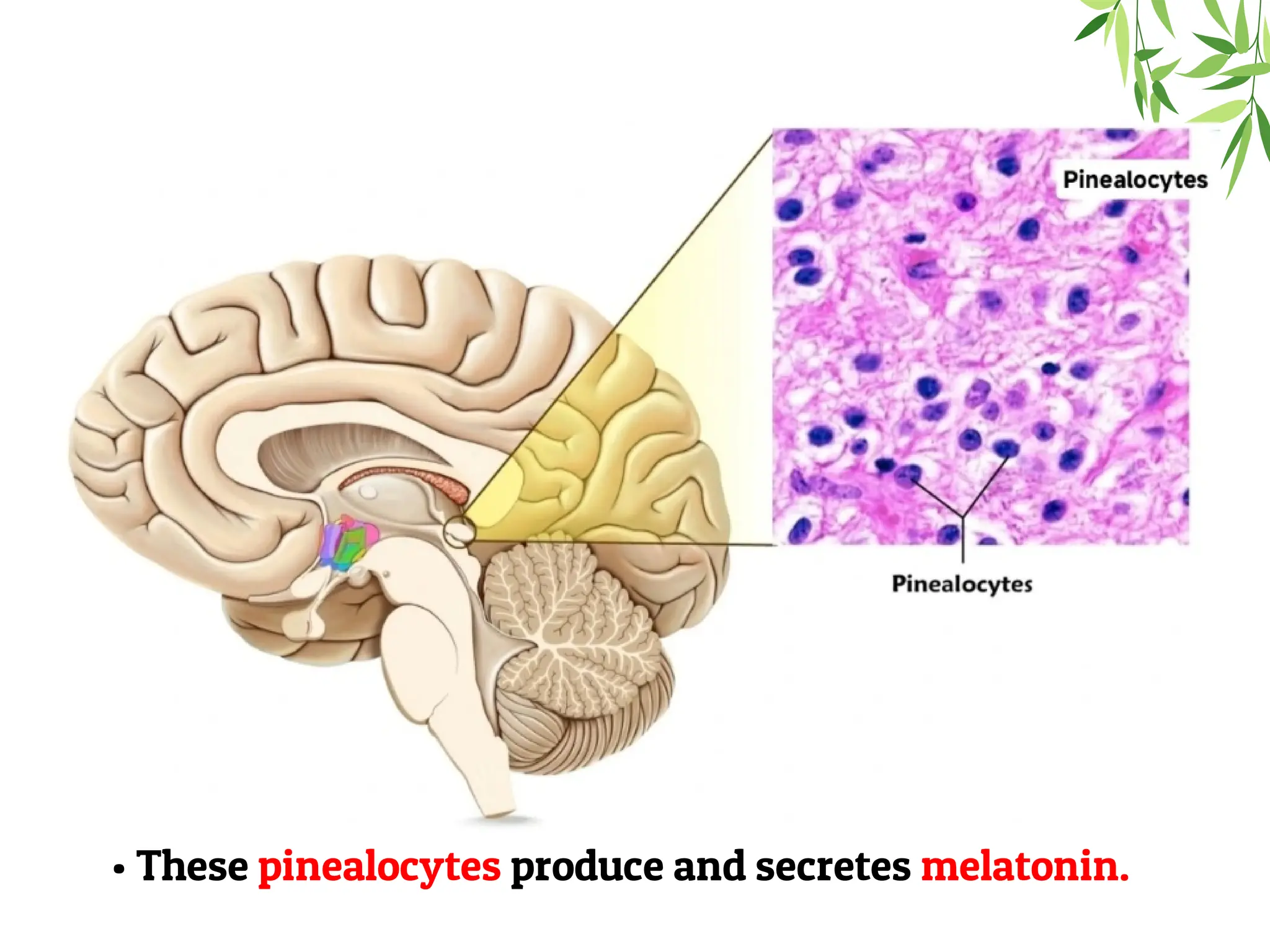 Mammalian Pineal Body Structure and Also Functions | PDF