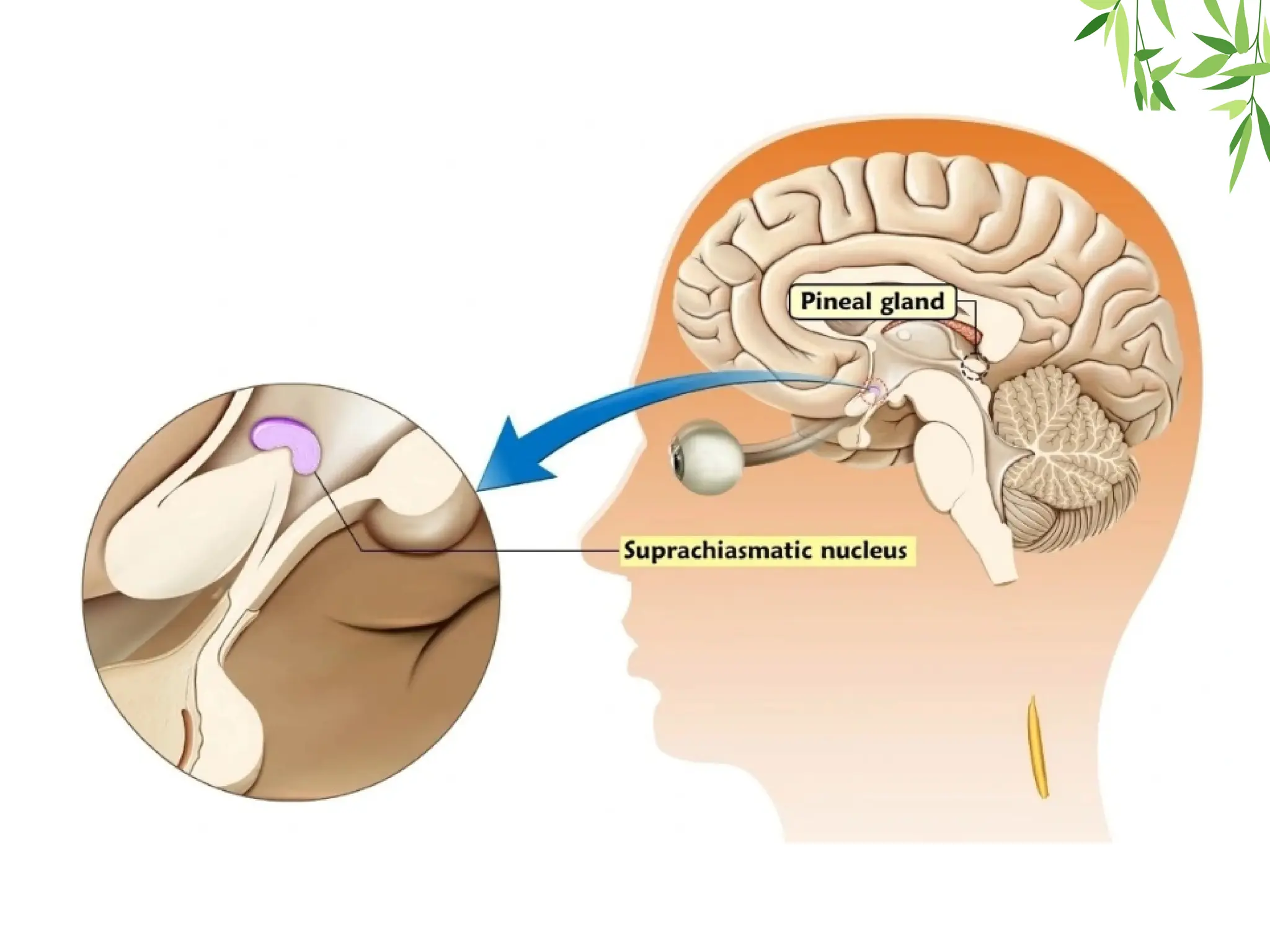 Mammalian Pineal Body Structure and Also Functions | PDF