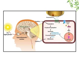 Mammalian Pineal Body Structure and Also Functions | PPT