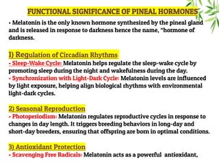 Mammalian Pineal Body Structure and Also Functions | PDF