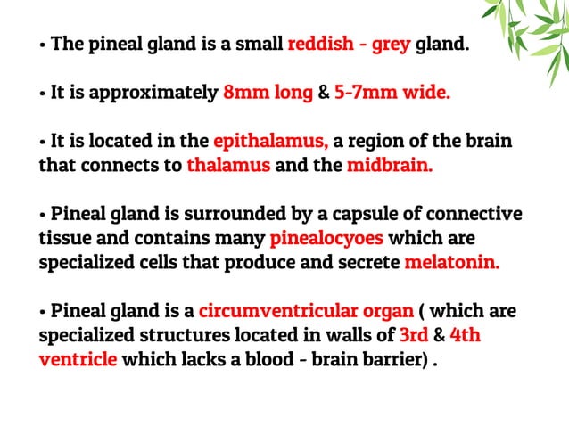 Mammalian Pineal Body Structure and Also Functions | PPT