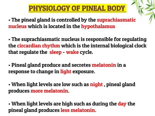 Mammalian Pineal Body Structure and Also Functions | PPT