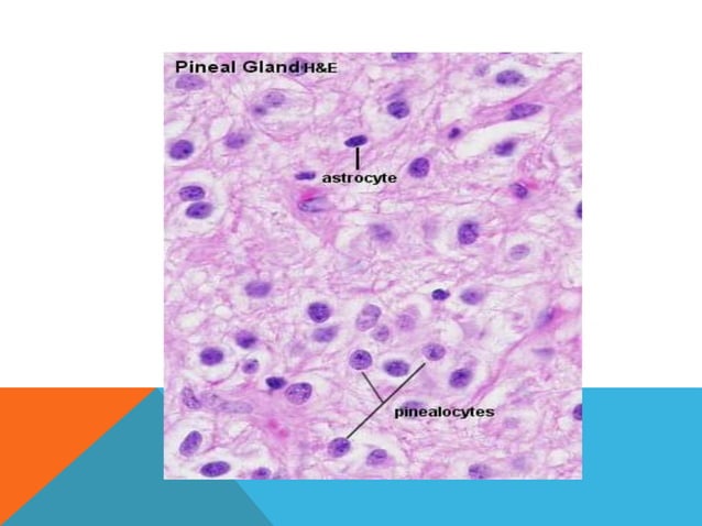 pinealgland-110930194436-phpapp02.pdf | Endocrine and Metabolic ...