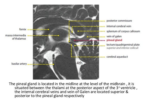 Tectal Plate Anatomy