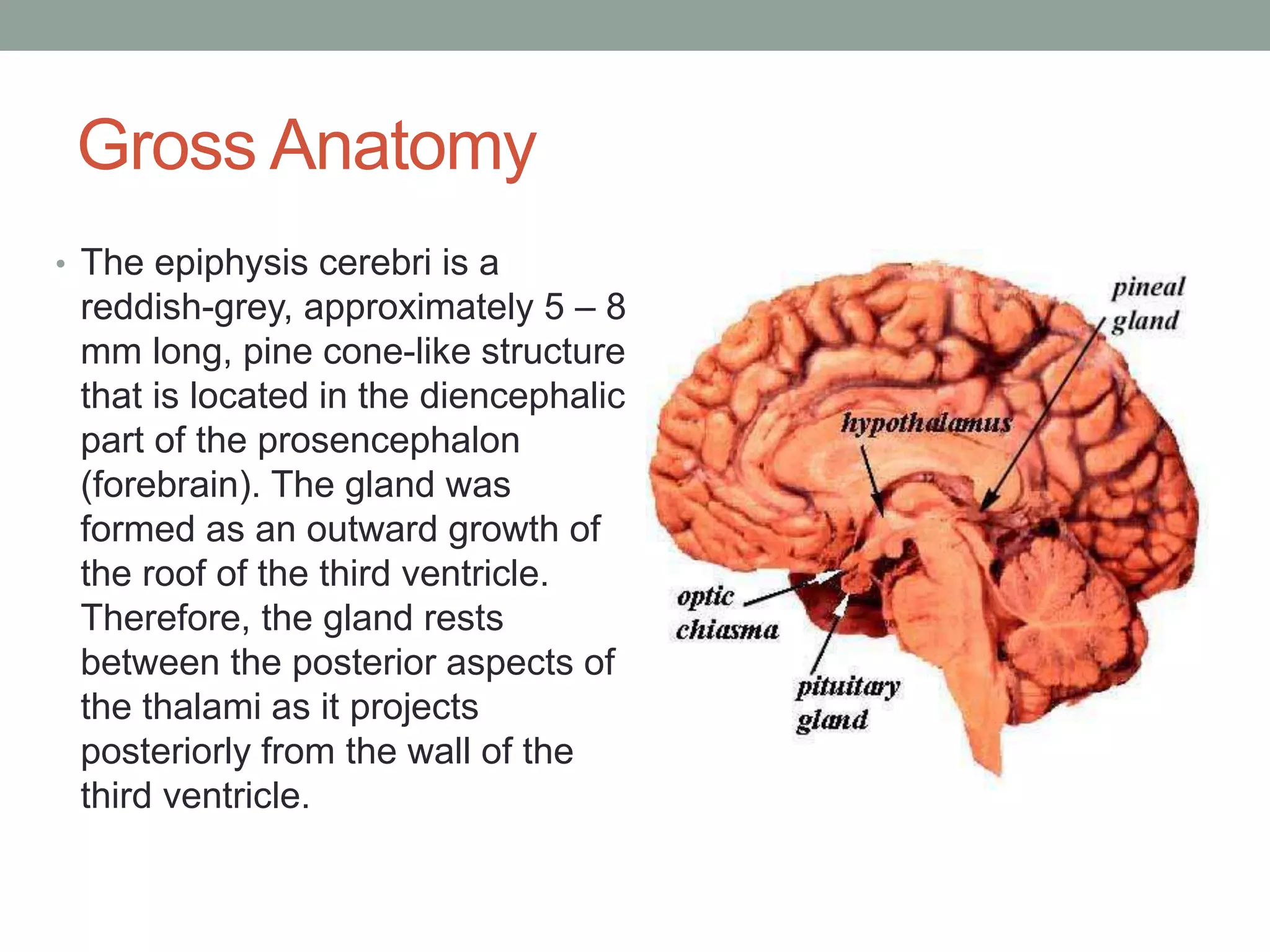 Pineal gland.ANTOMY .HISTOLOGY.FUNCTION | PPTX