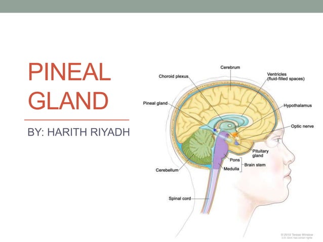 Pineal gland.ANTOMY .HISTOLOGY.FUNCTION | PPTX
