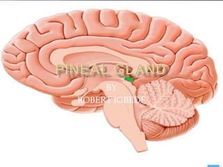 Pineal gland | PPTX
