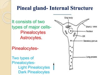 Pineal gland | PPTX