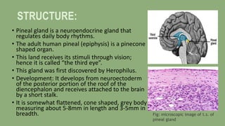 PINEAL GLAND.pptx