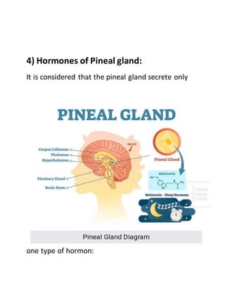 Pineal gland the third eye of man. | DOC