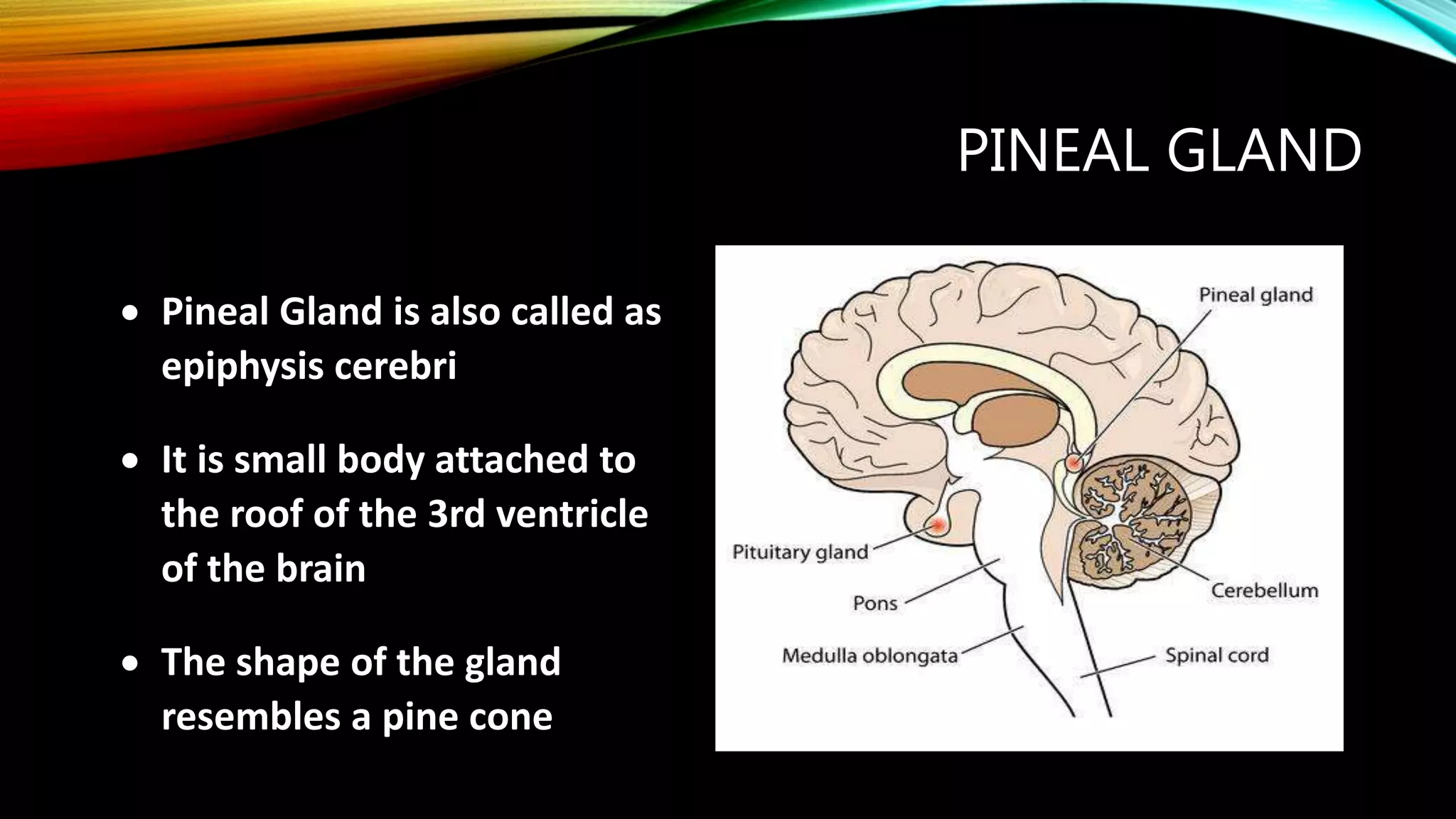 Pineal gland and thymus gland | PPTX