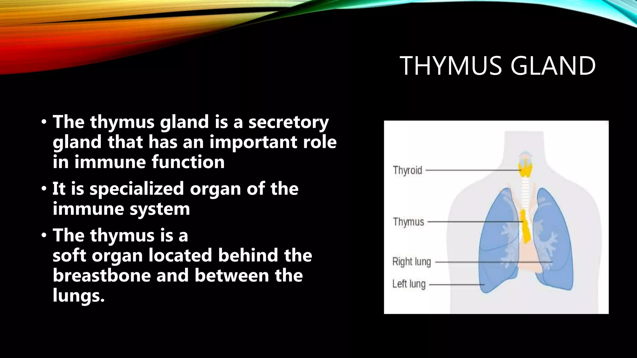Pineal gland and thymus gland | PPTX