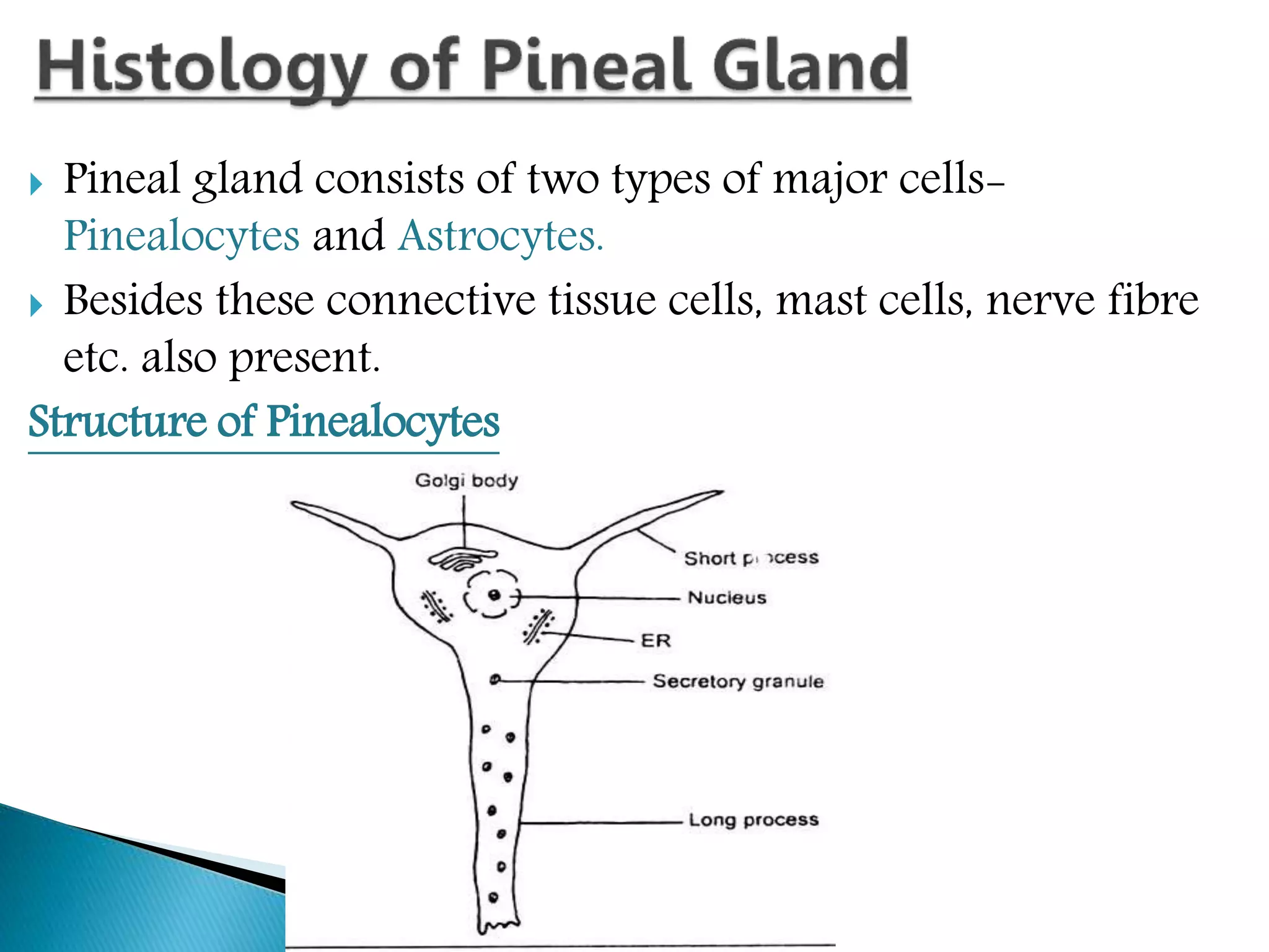 Pineal gland (Endocrinology) | PPTX