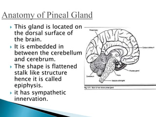 Pineal gland (Endocrinology) | PPTX