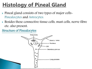 Pineal gland (Endocrinology) | PPTX