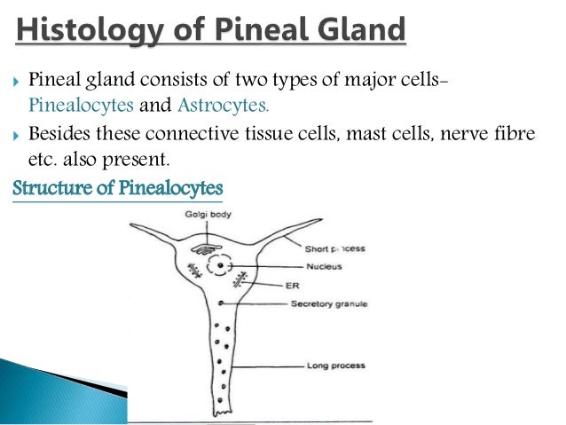 Pineal gland (Endocrinology)