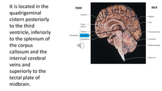 PINEAL REGION TUMORS DIAGNOSIS & SURGICAL APPROACHES.pptx