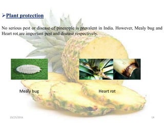 Pineapple | PPTX