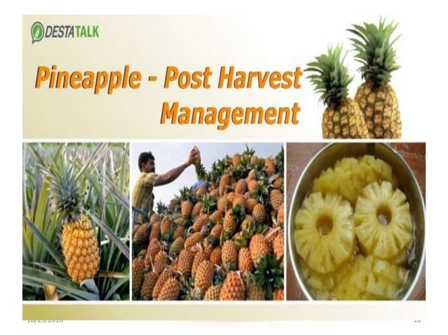 Pineapple | PPTX
