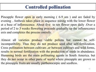 Genetic improvement in pineapple | PPTX