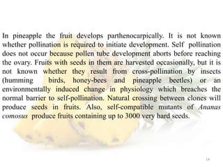 Genetic improvement in pineapple | PPTX