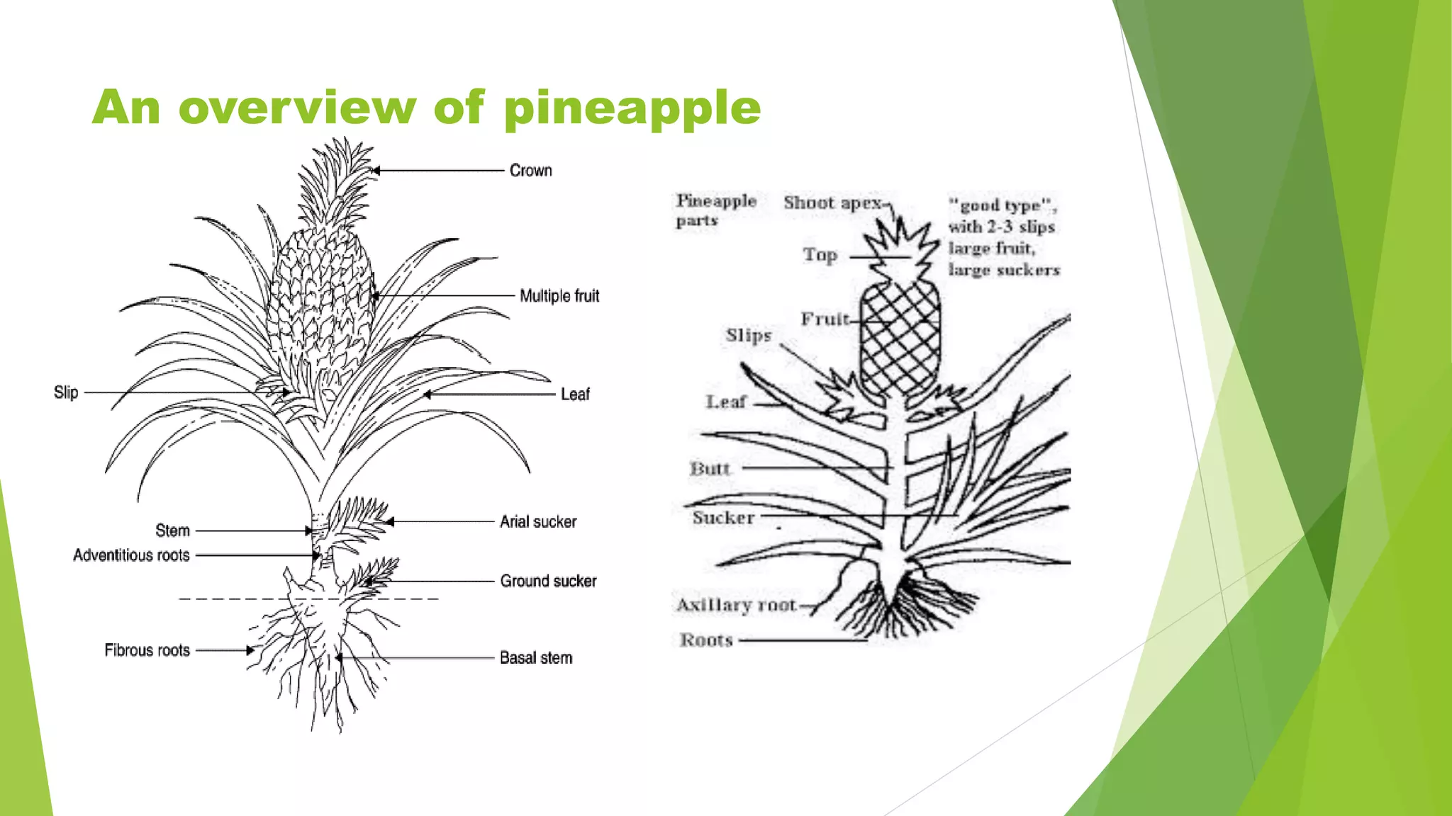 Diseases of Pineapple | PPTX