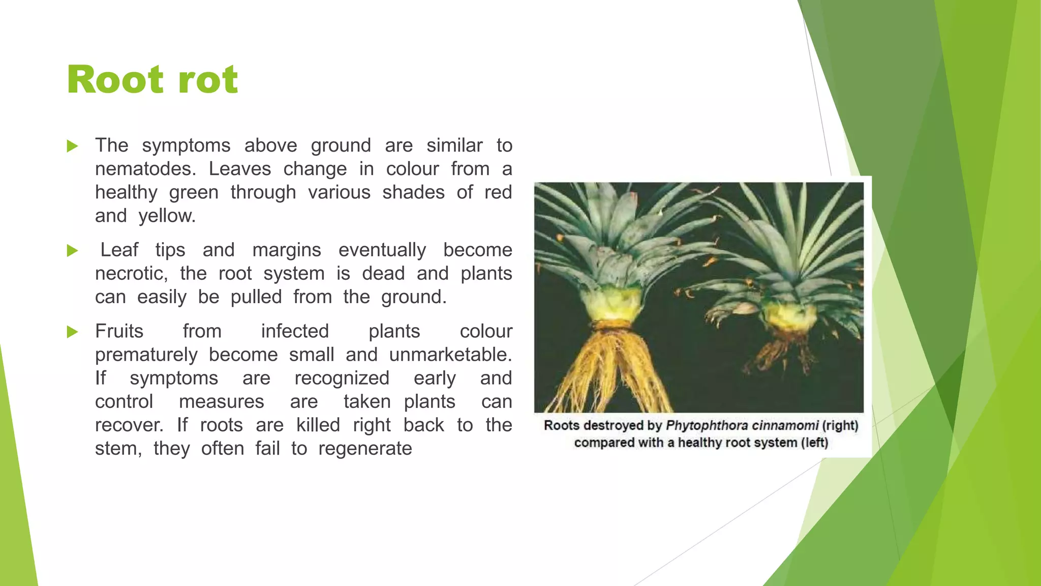 Diseases of Pineapple | PPTX