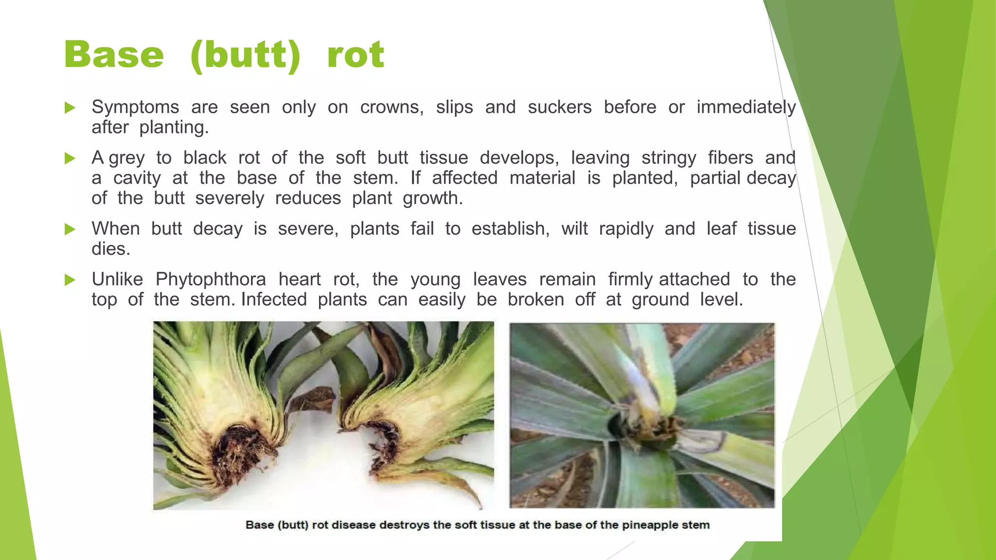 Diseases of Pineapple | PPTX