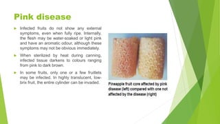 Diseases of Pineapple | PPTX