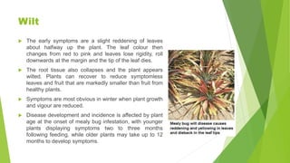 Diseases of Pineapple | PPTX
