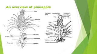 Diseases of Pineapple | PPTX