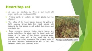 Diseases of Pineapple | PPTX