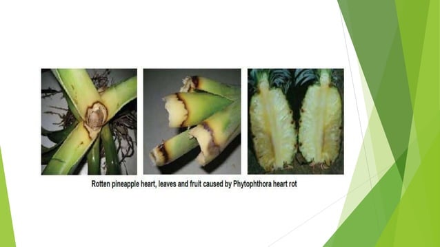 Diseases of Pineapple | PPTX | Infectious Diseases | Diseases and ...