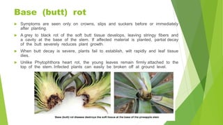 Diseases of Pineapple | PPTX