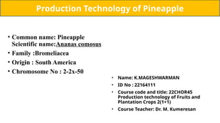 Production Technology of Pineapple pineapple | PPTX