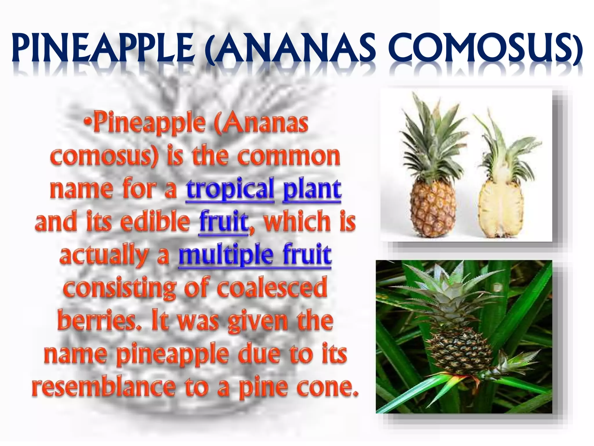 Pineapple (ananas comosus) | PPTX